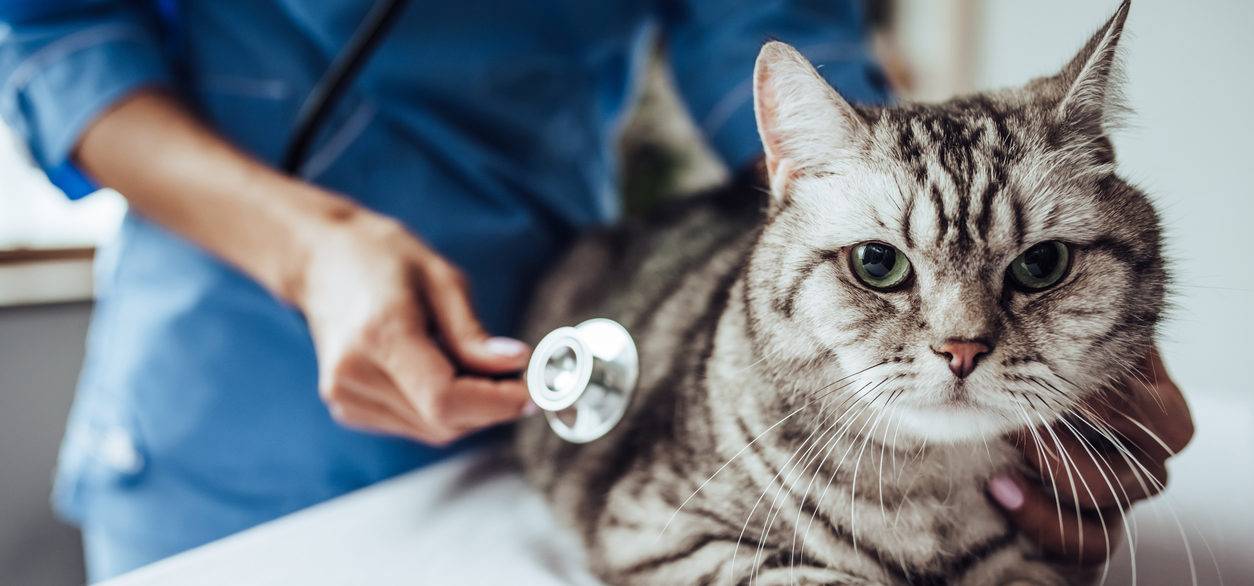 The Cat Specialist Veterinary Clinic – Specialized in Cat Care & Veterniary