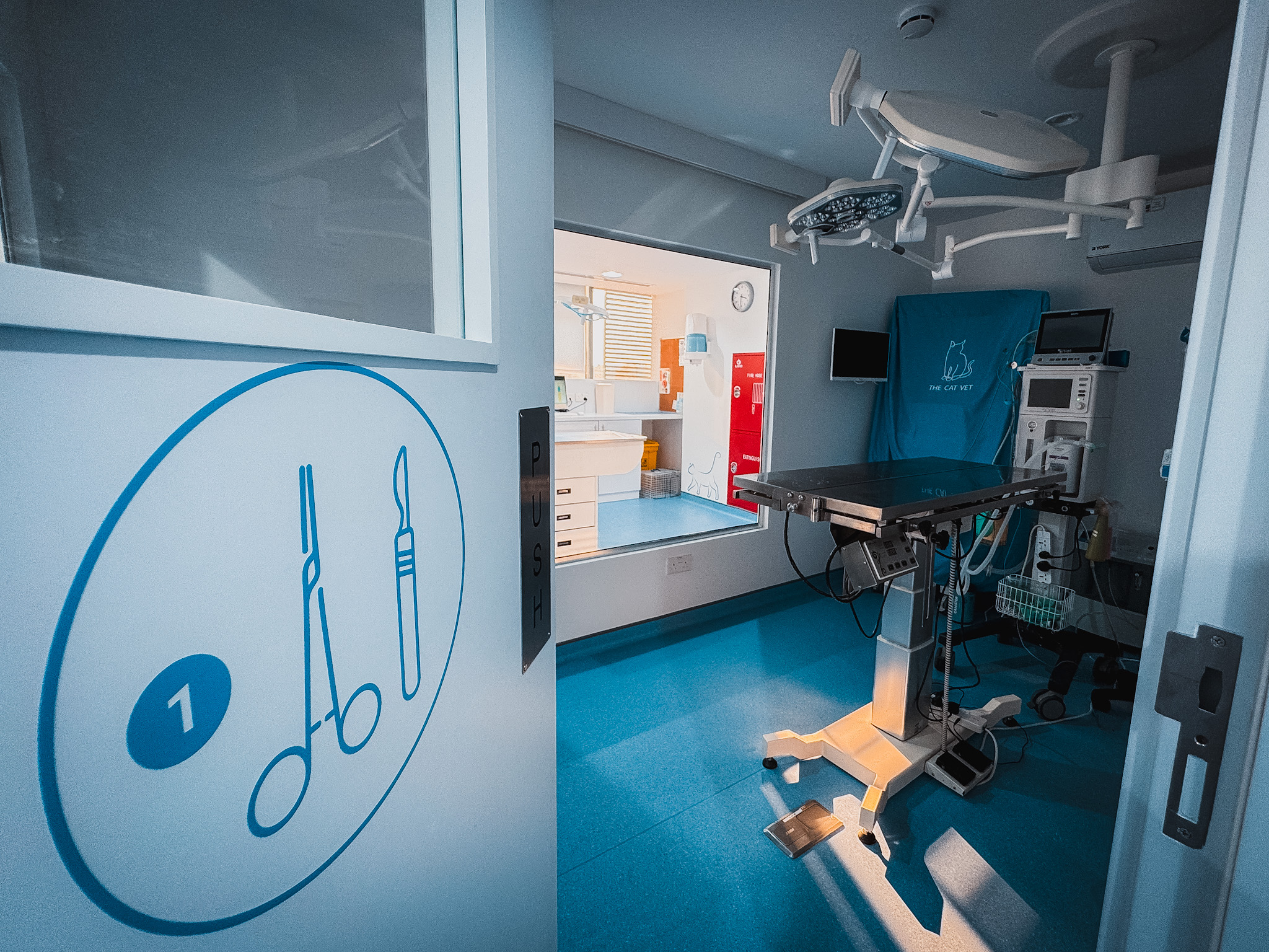 Cat Surgery Dubai | Safe Feline Surgical Care
